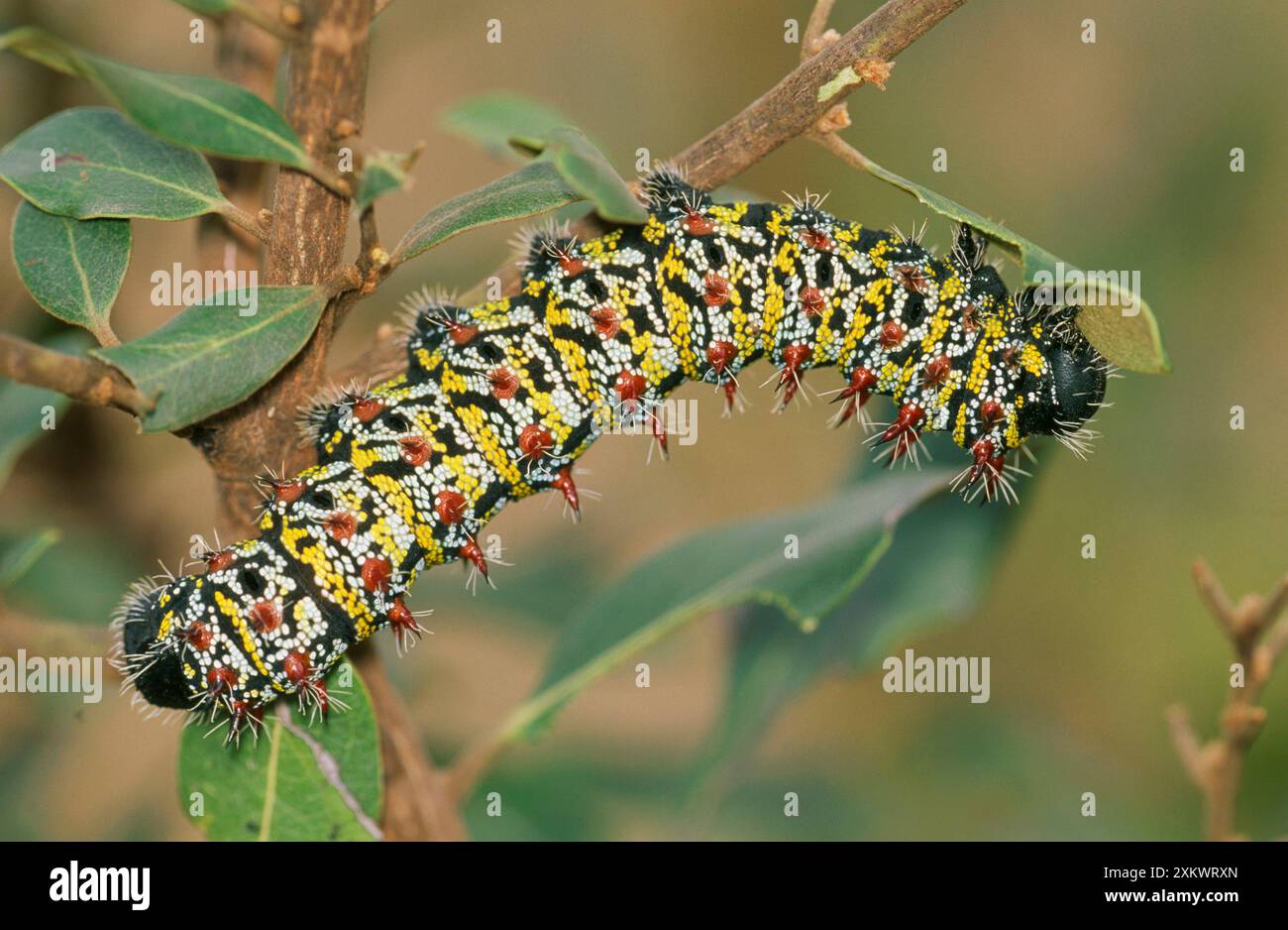 Emperor Mopane Moth - caterpillar feeding Stock Photo - Alamy