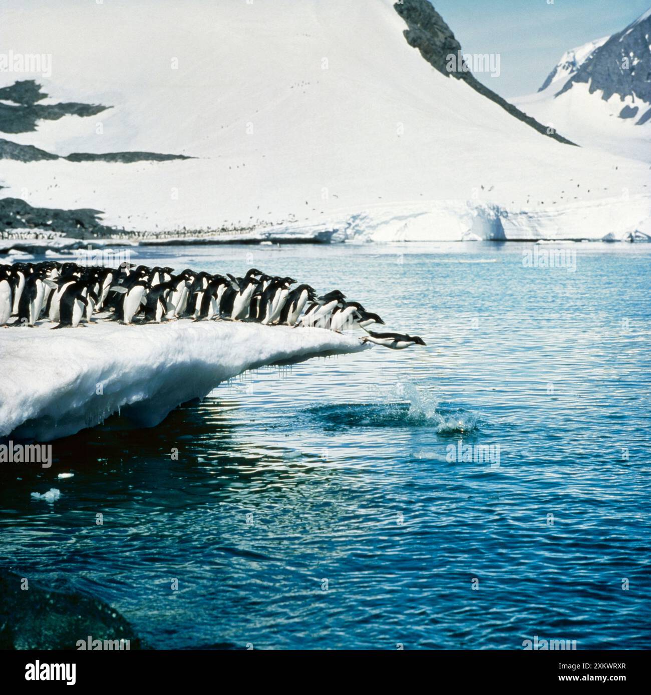 Penguin Jumping Off Iceberg Gentoo Penguin Jumping In The Water From