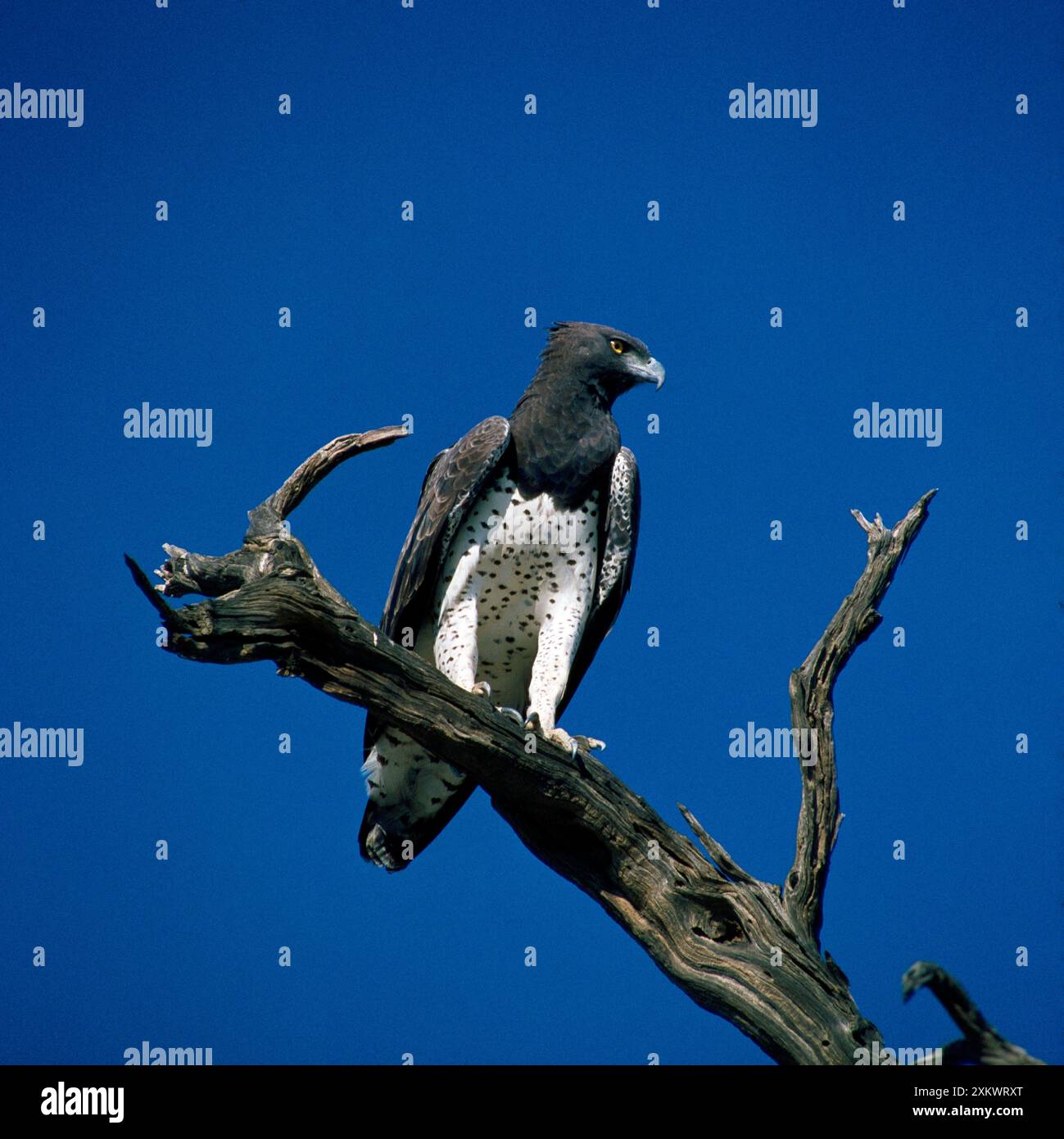 Eagles on dead tree hi-res stock photography and images - Alamy
