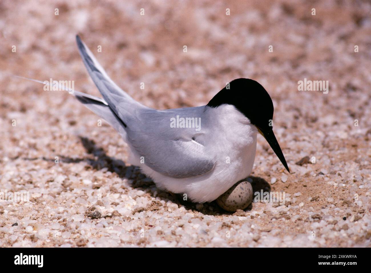 Terns egg hi-res stock photography and images - Alamy