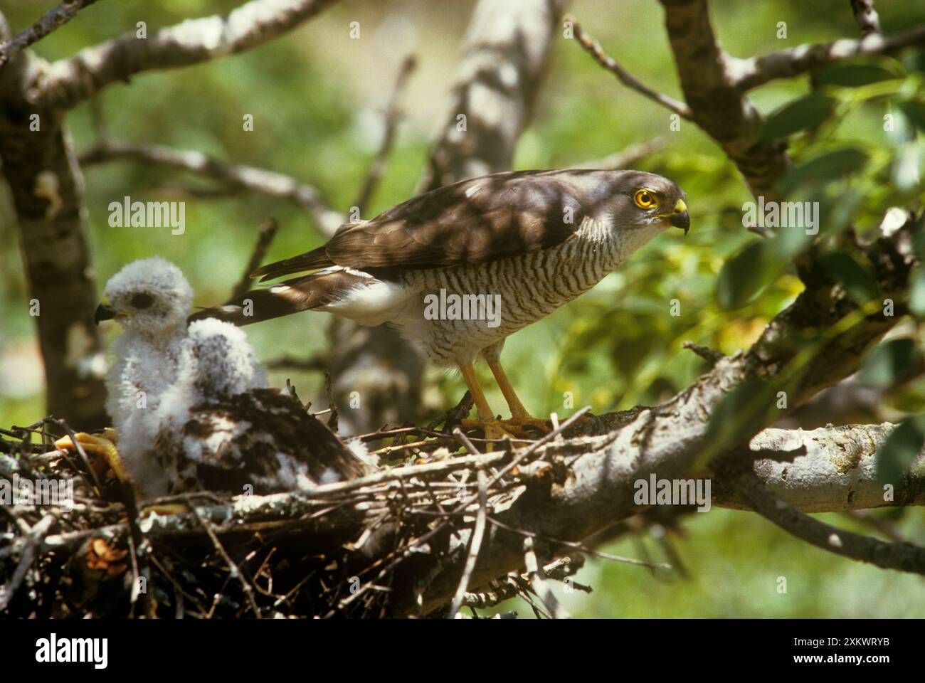 Little Sparrowhawk - with chicks at nest Stock Photo - Alamy