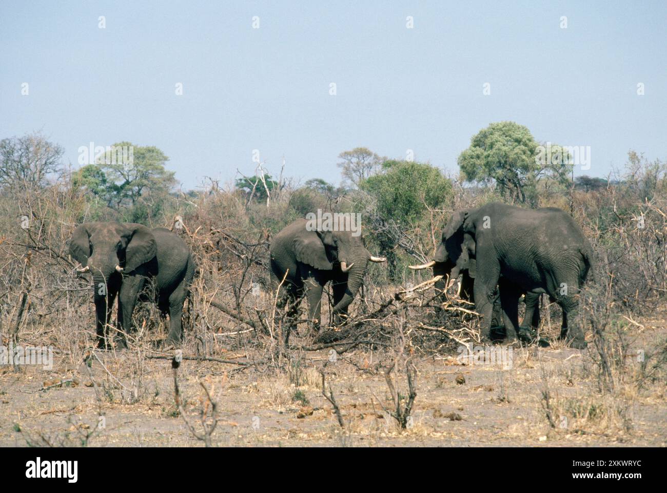 Elephants on sticks hi-res stock photography and images - Alamy