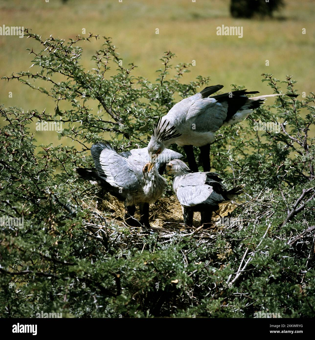 Secretary Bird - feeding chicks water Stock Photo - Alamy