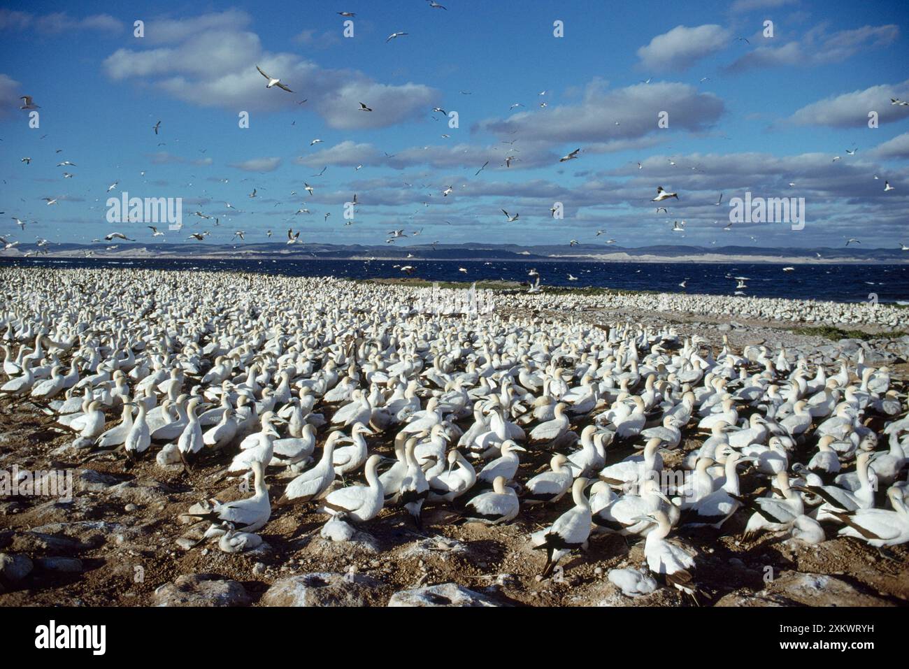 Cape Gannet - nesting colony Stock Photo - Alamy
