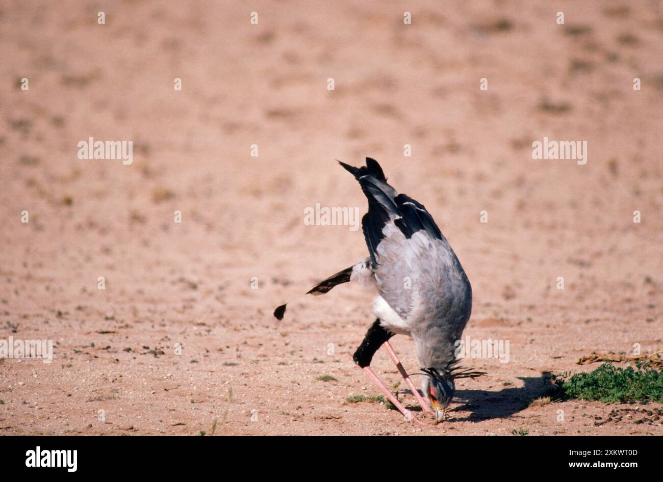 Secretary Bird - eating grasshopper Stock Photo - Alamy