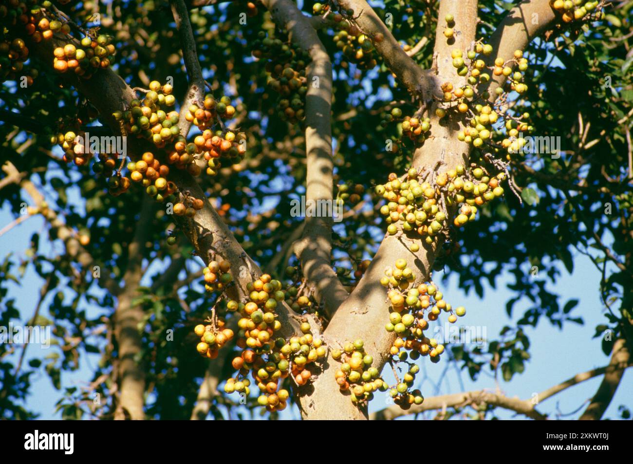 Wild Fig Fruit Stock Photo - Alamy