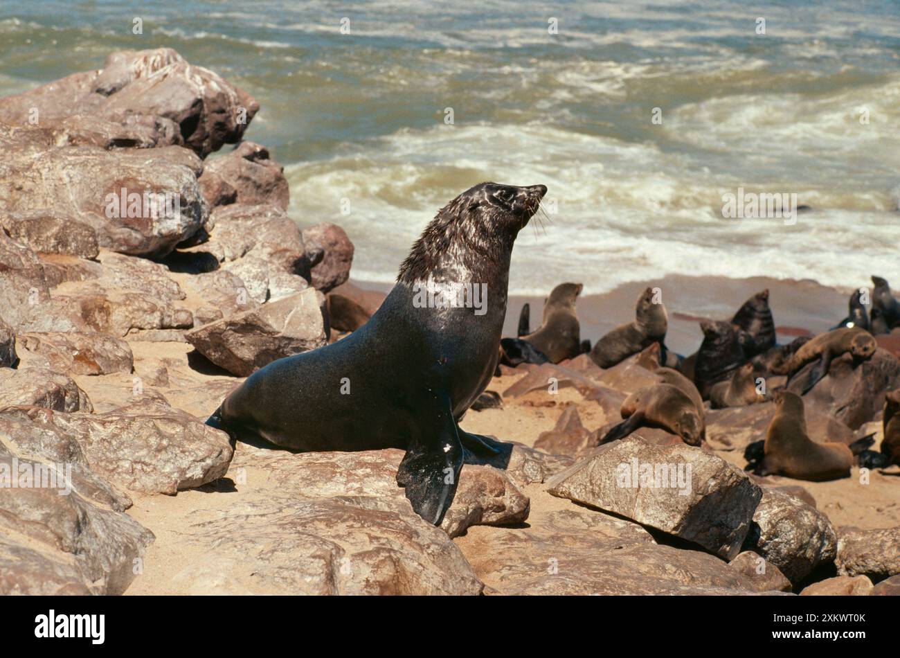 CAPE FUR SEAL - BULL Stock Photo - Alamy