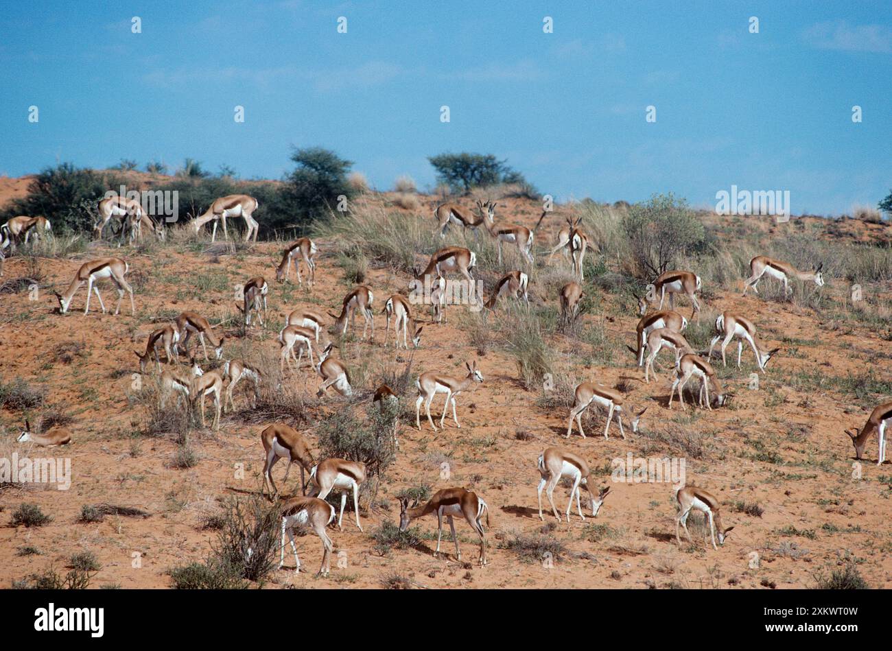 Springbok - herd Stock Photo - Alamy