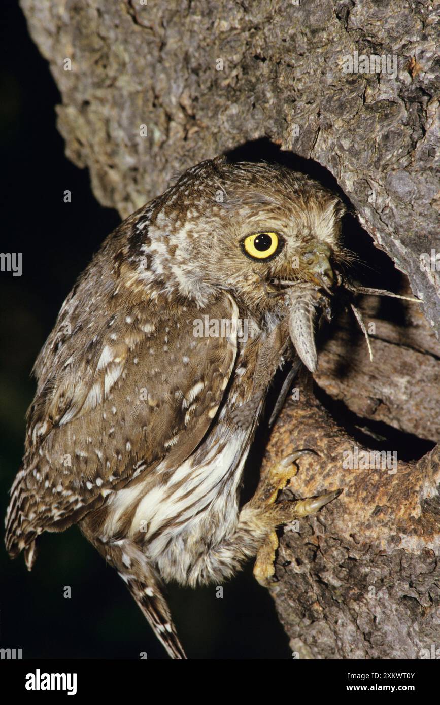 Pearl Spotted Owl - at nest with food in mouth Stock Photo - Alamy