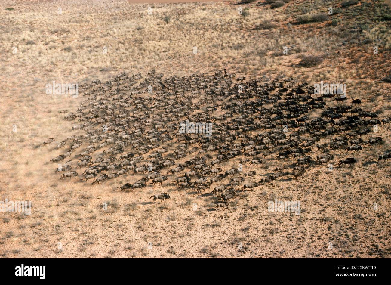 Aerial herds africa hi-res stock photography and images - Alamy
