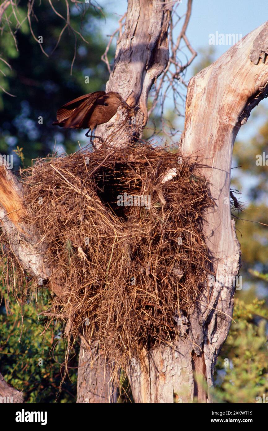 Hammerkop nest hi-res stock photography and images - Alamy