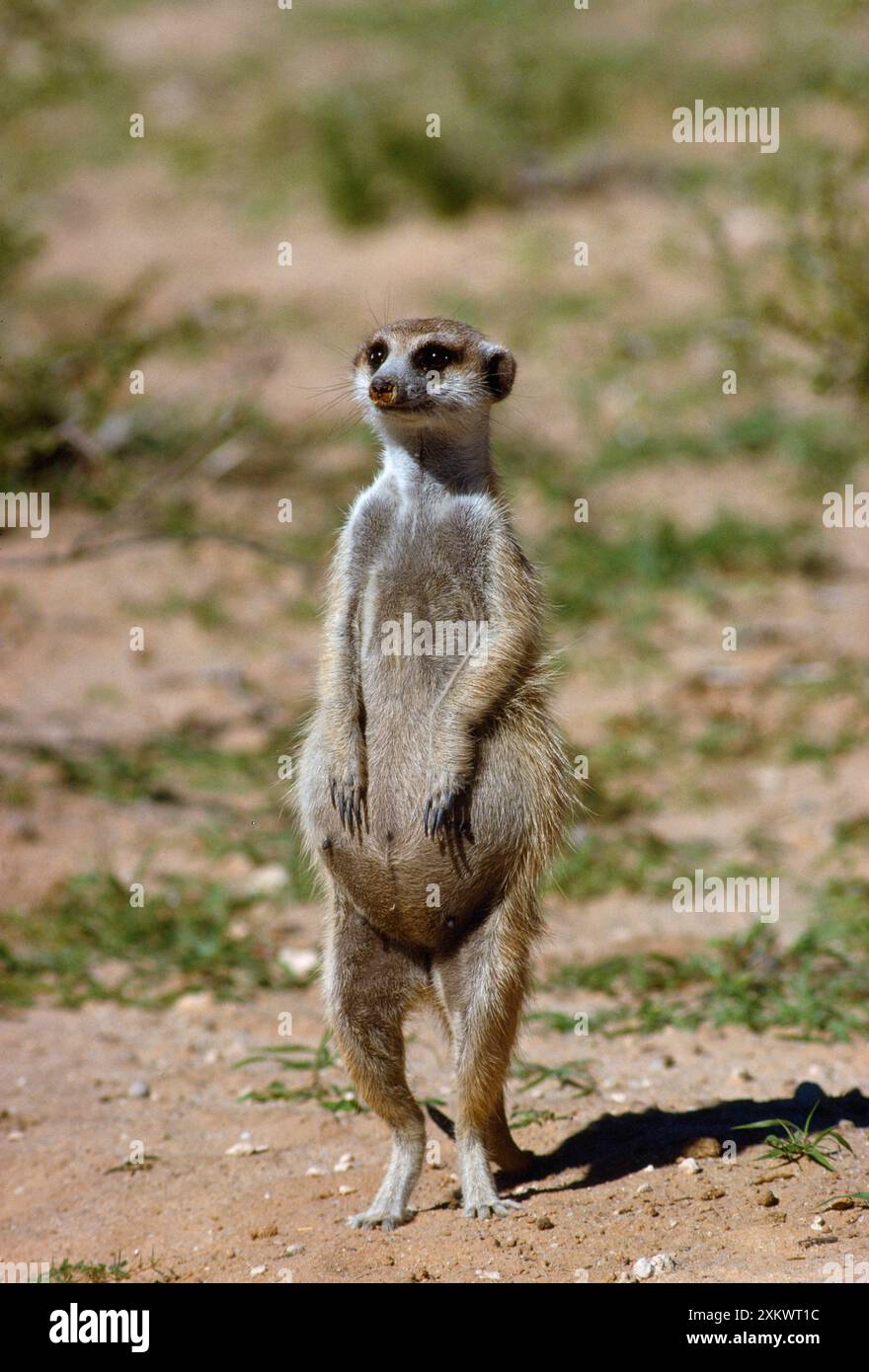 SURICATE / Meerkat - pregnant female on hind legs Stock Photo - Alamy