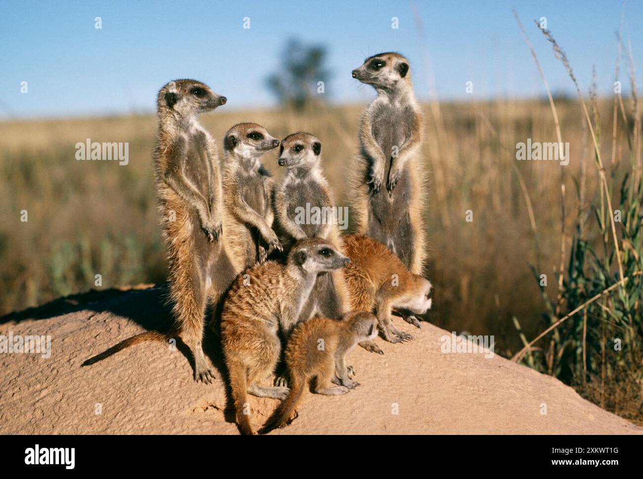 Suricate / Meerkat - Sunbathe at sunrise Stock Photo - Alamy