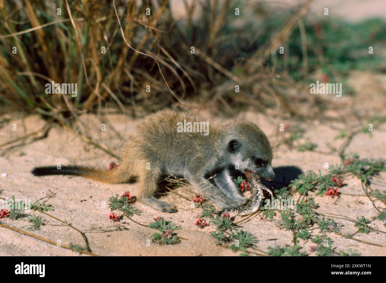 Suricate / Meerkat - eating Gecko given by nursemaid Stock Photo - Alamy