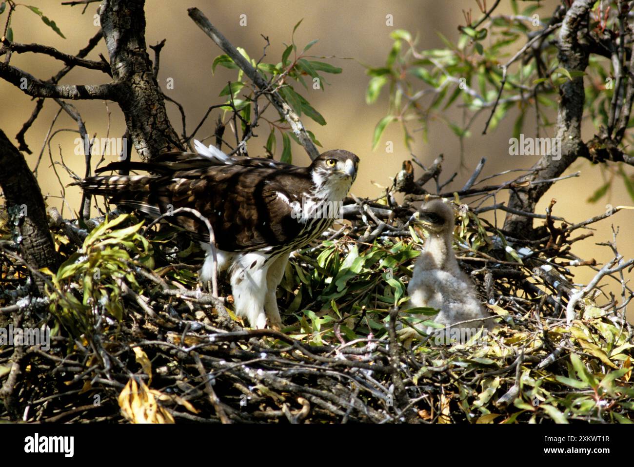 African Hawk Eagle Stock Photo - Alamy