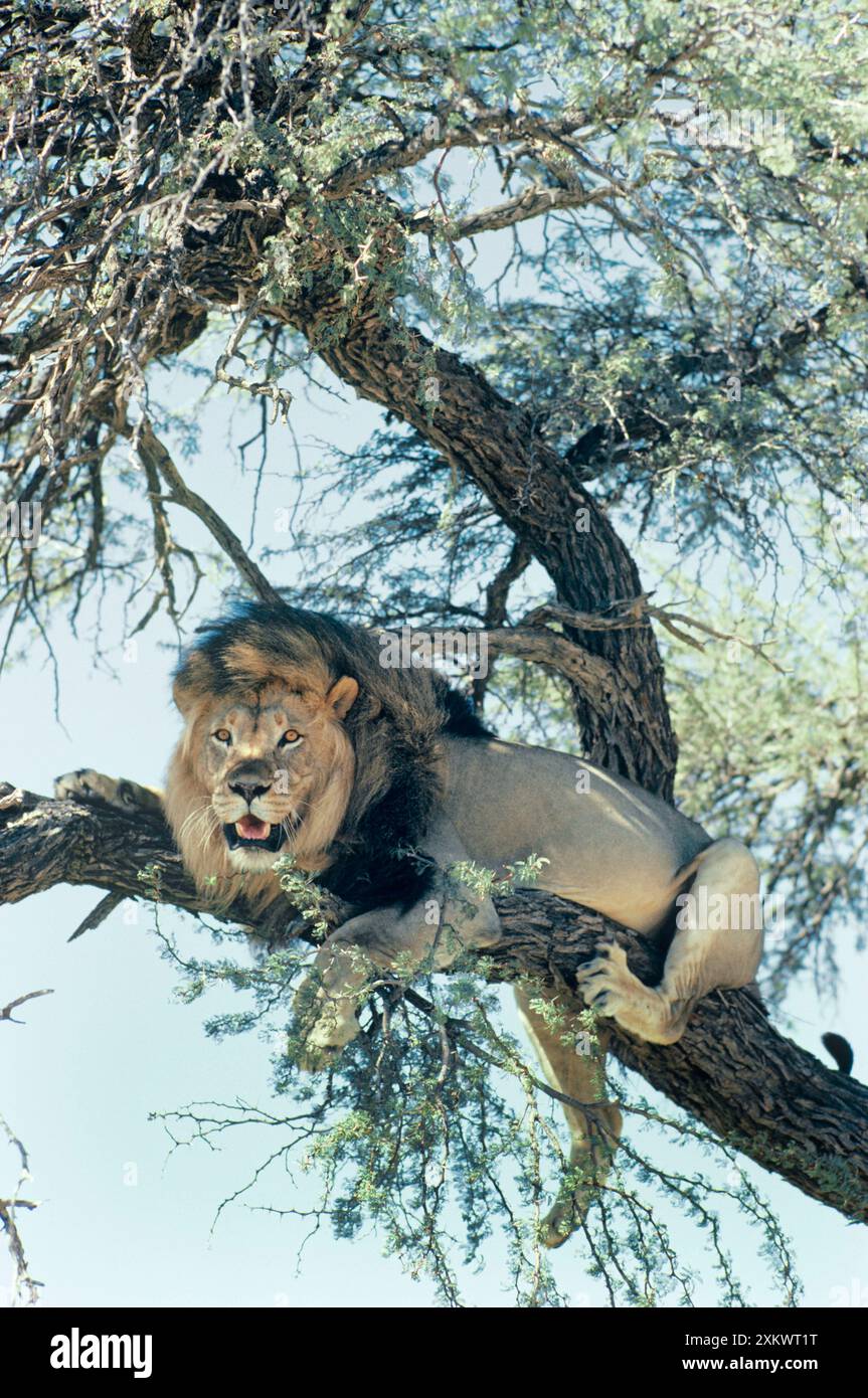 Animals mammals wildlife lions hi-res stock photography and images - Alamy