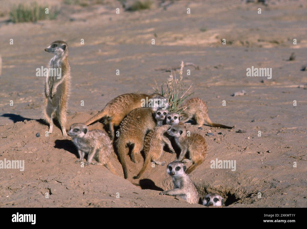 Suricate / Meerkat - group emerging from hole after Stock Photo - Alamy