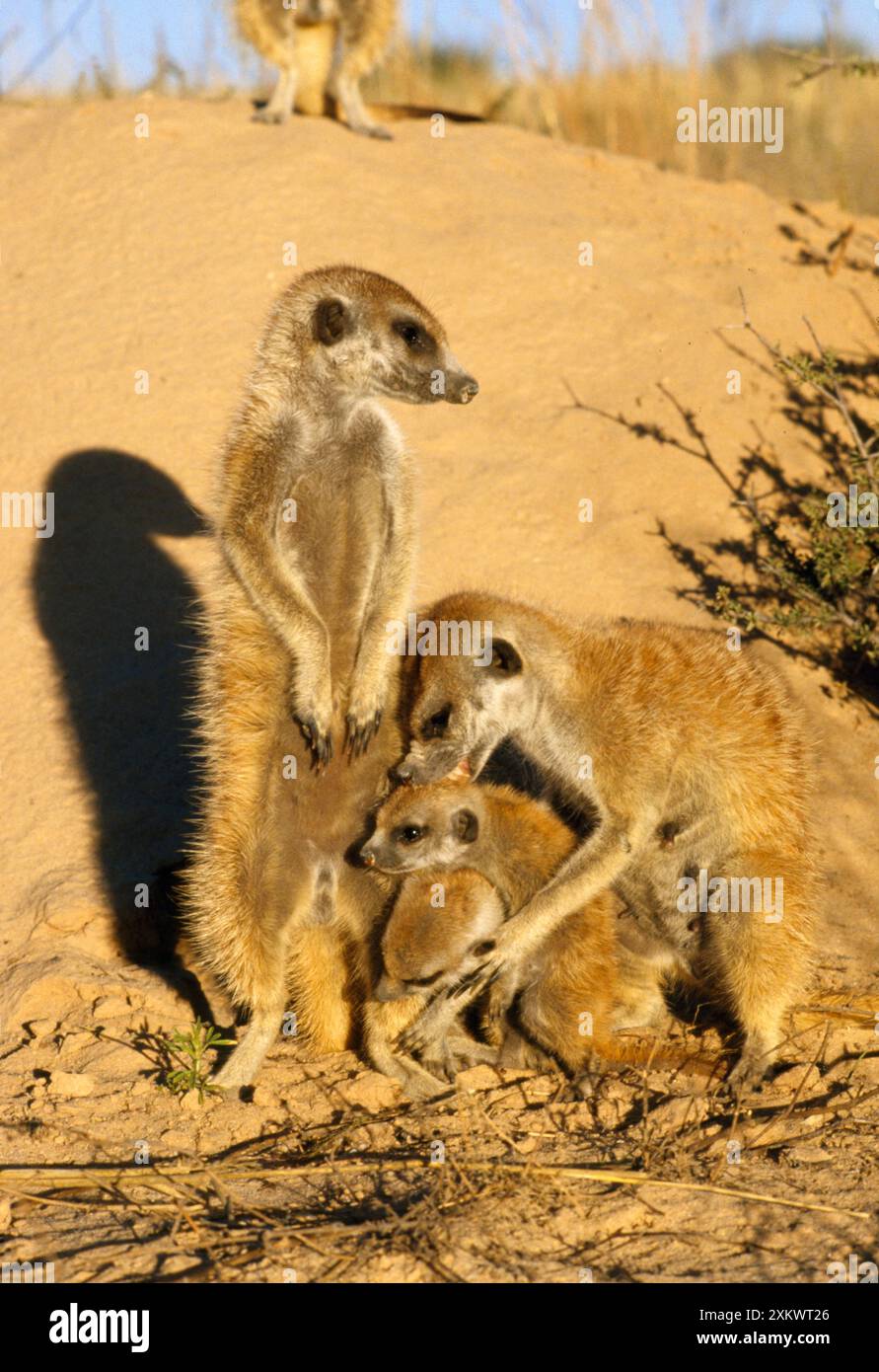 Suricate / Meerkat - adult grooming young Stock Photo - Alamy