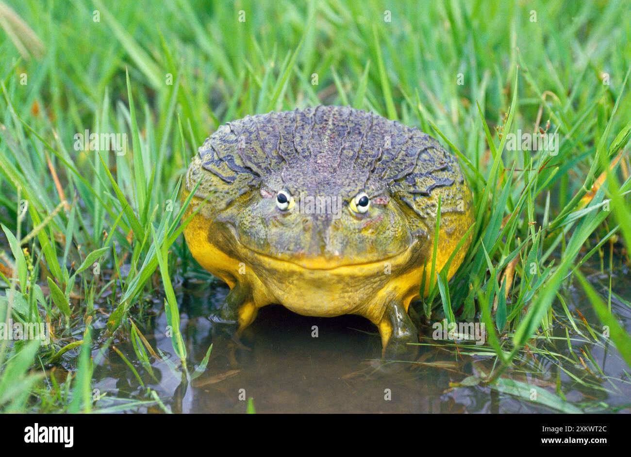 African Bull Frog Stock Photo - Alamy