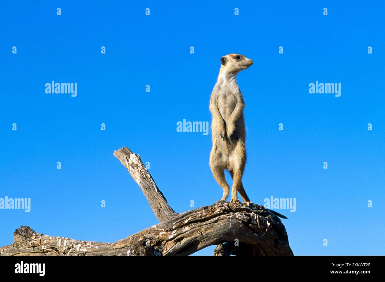 Suricate / Meerkat - guard on look-out Stock Photo - Alamy
