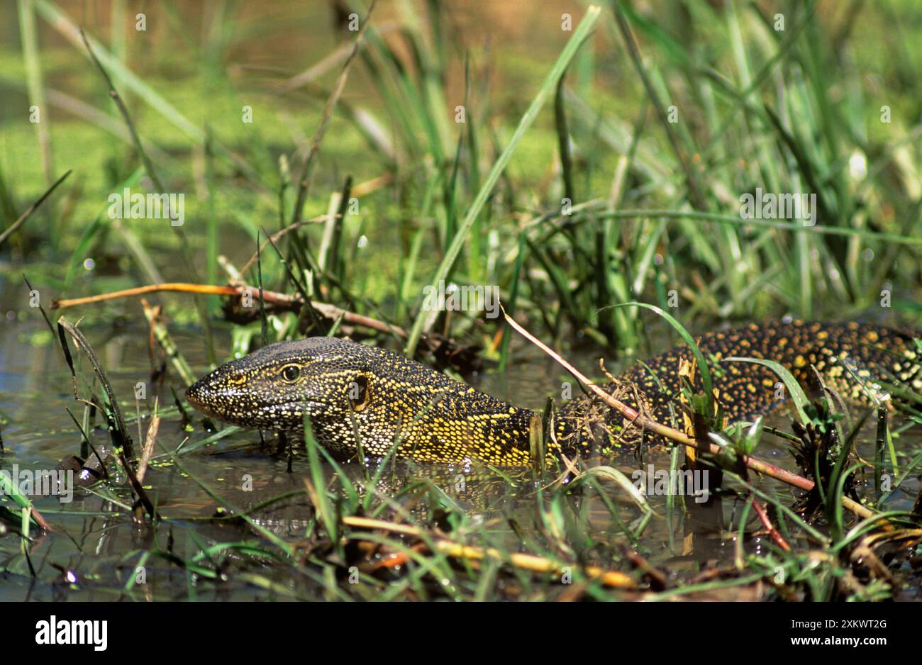 Monitor lizard in water hi-res stock photography and images - Alamy
