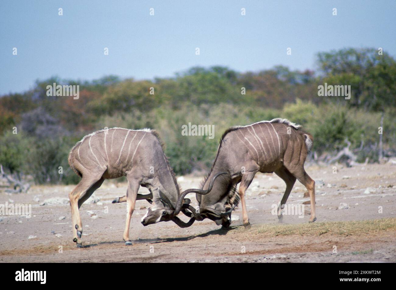 Greater Kudu - fighting Stock Photo - Alamy