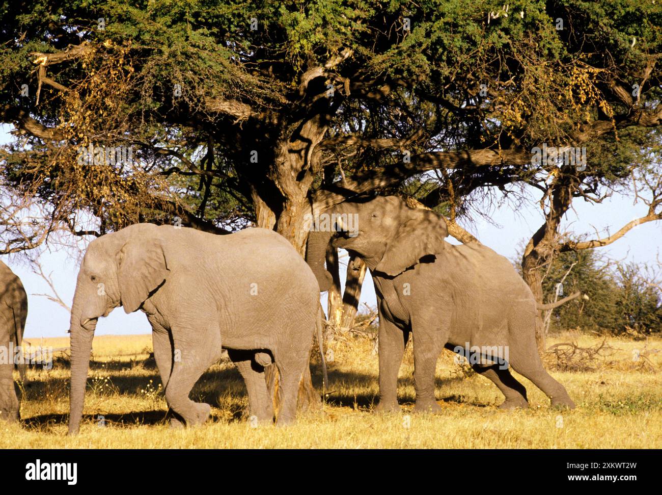 ELEPHANTS - shaking down Camelthorn pods to eat Stock Photo - Alamy