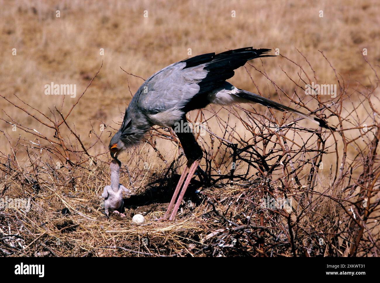 Secretary bird chick hi-res stock photography and images - Alamy