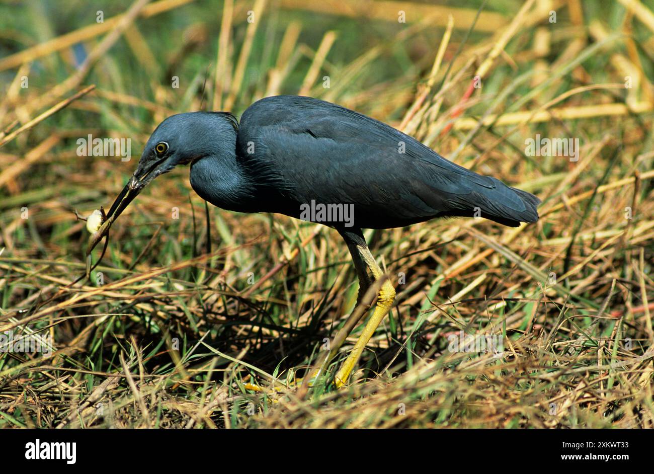 African egret hi-res stock photography and images - Alamy