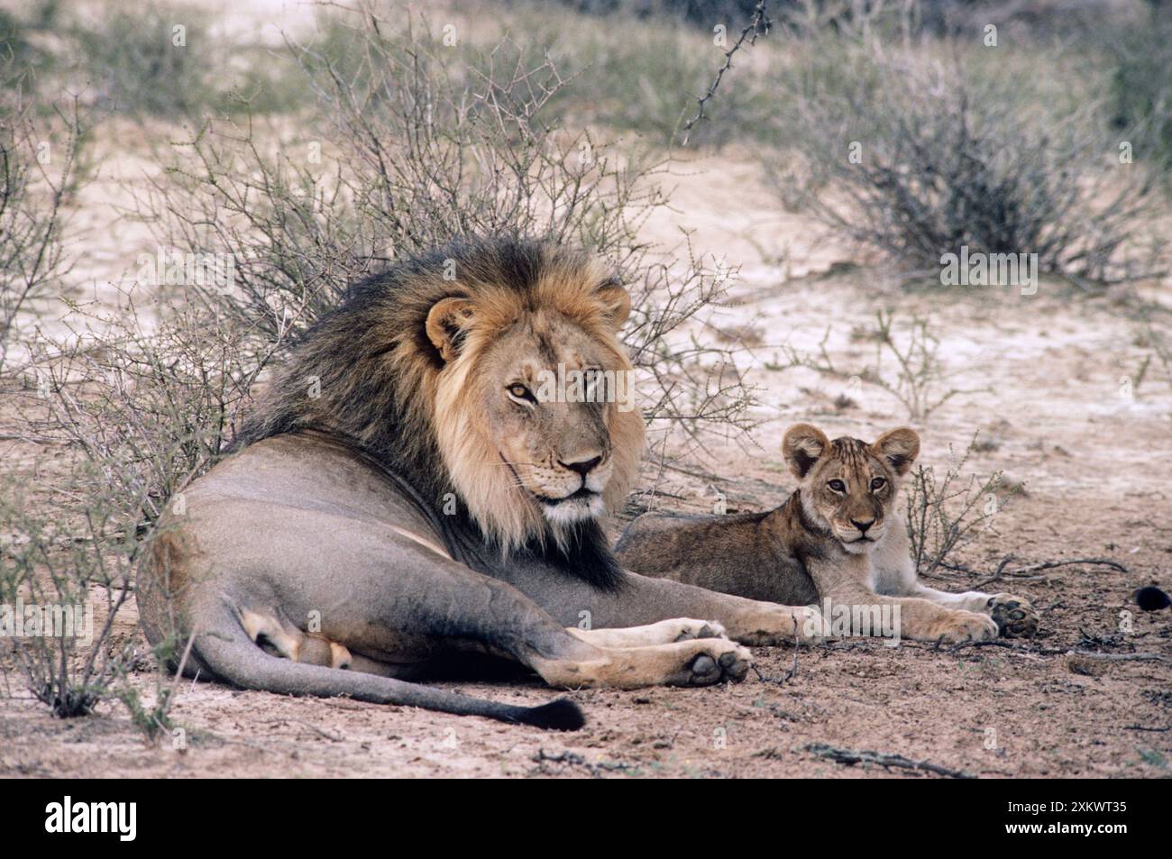 Lion - & cub Stock Photo - Alamy