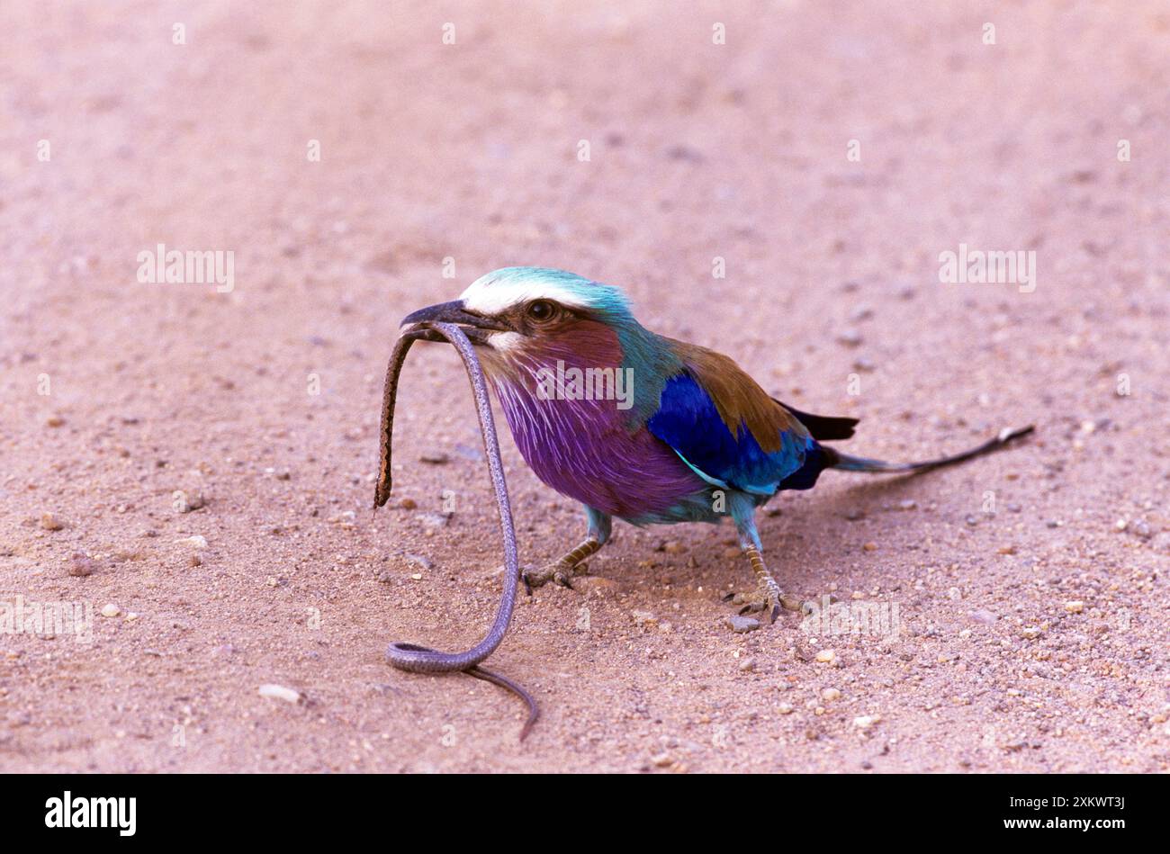Snake eating birds hi-res stock photography and images - Alamy