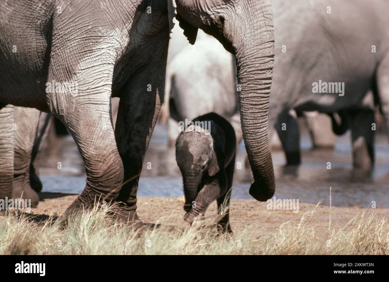 Elephant protecting herd hi-res stock photography and images - Alamy
