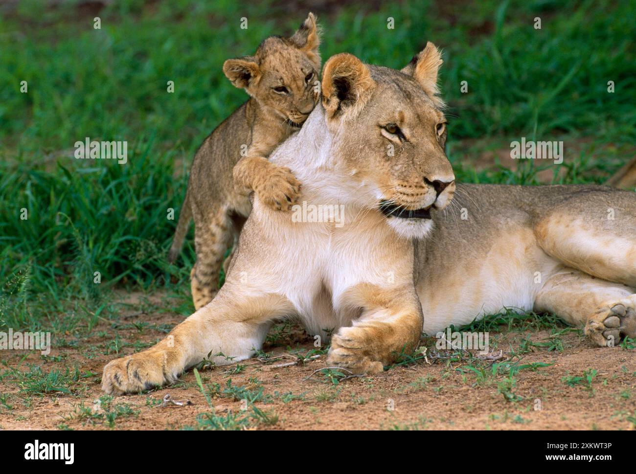 Naughty lion cubs hi-res stock photography and images - Alamy