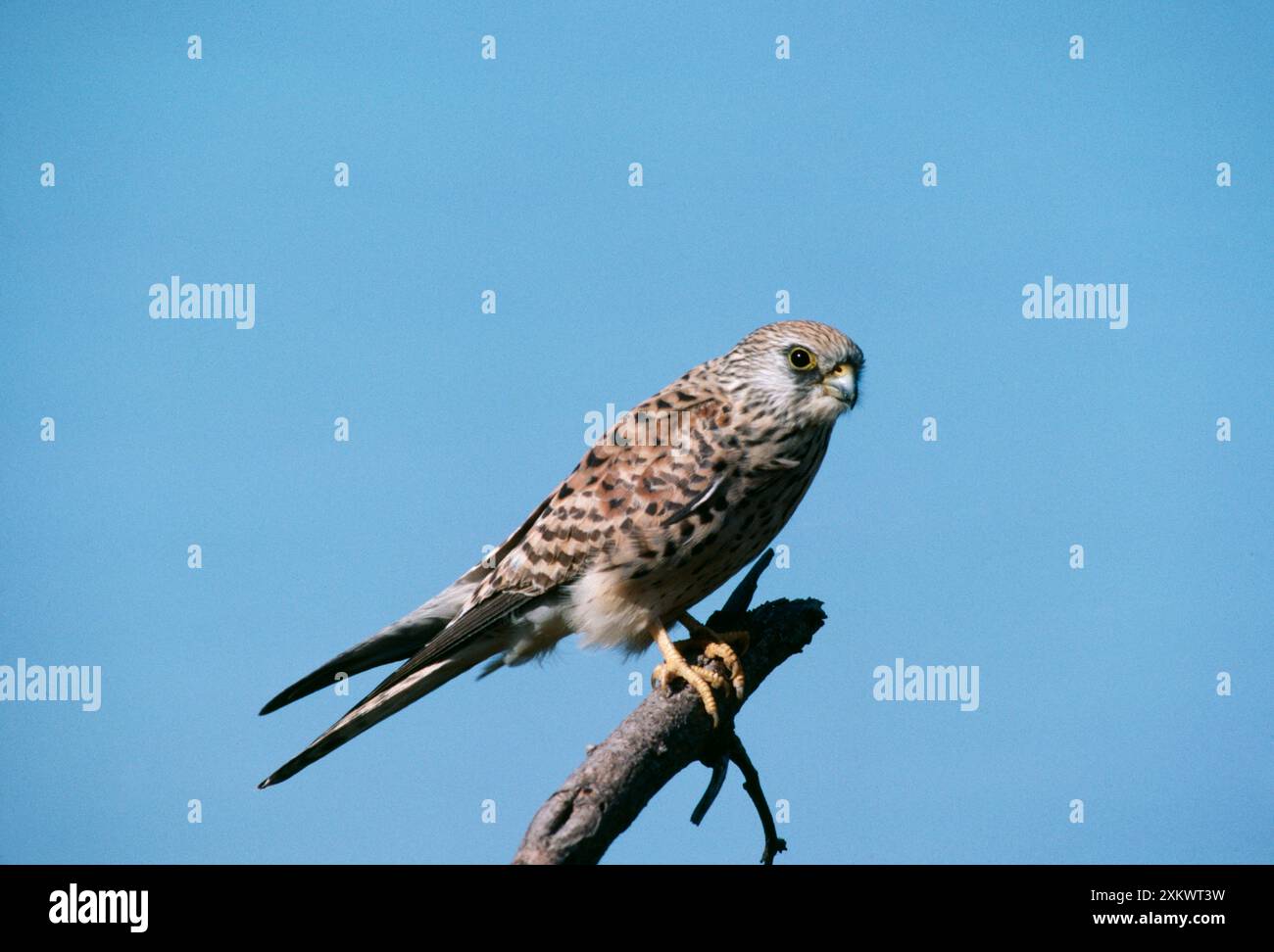 Lesser Kestrel - Female Stock Photo - Alamy