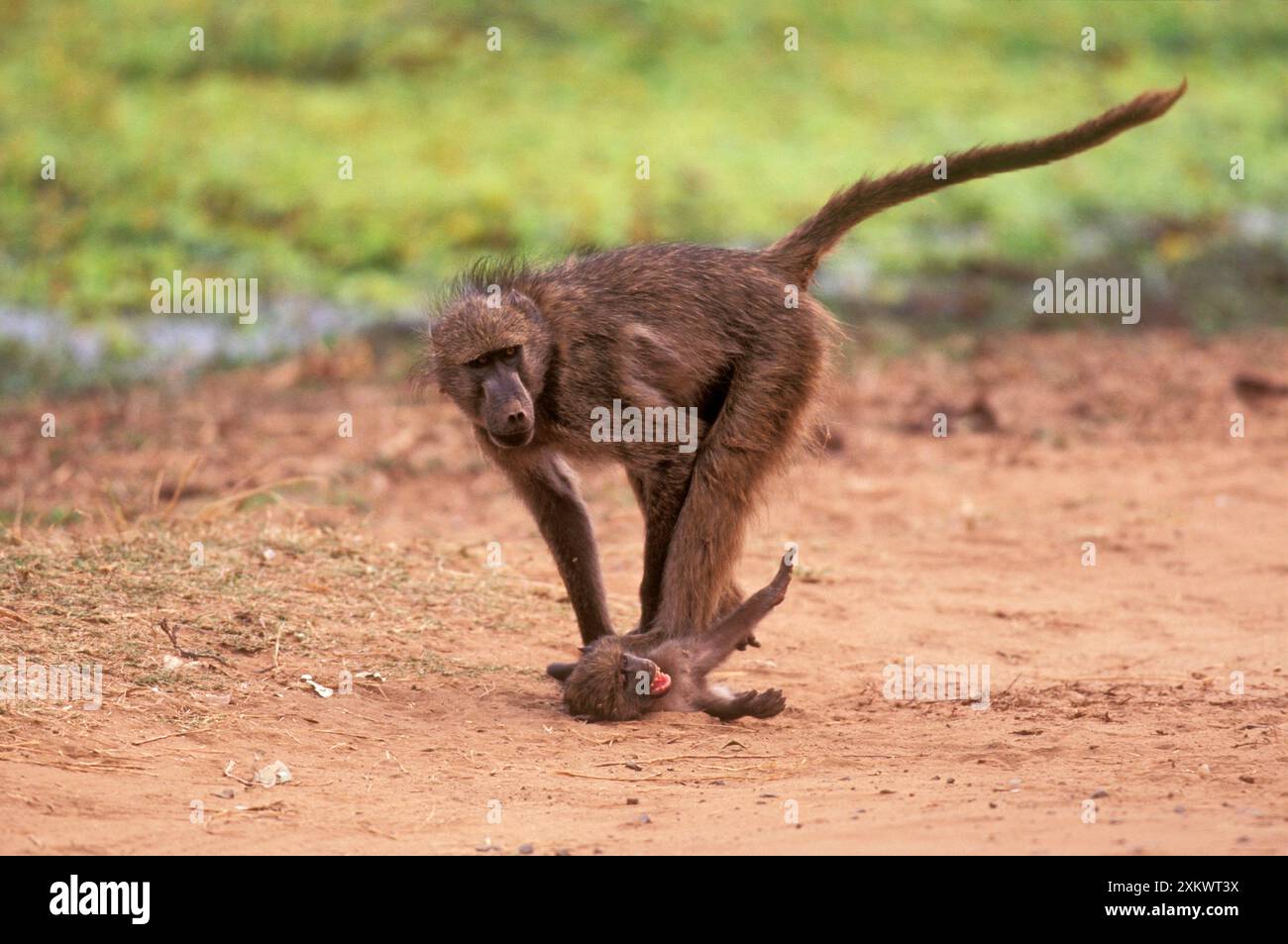 Bullying animals hi-res stock photography and images - Alamy