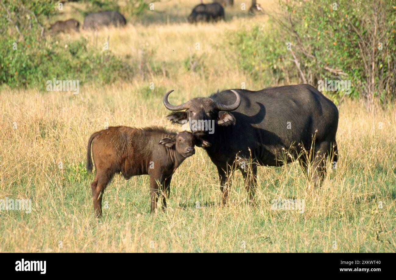 African calves hi-res stock photography and images - Alamy