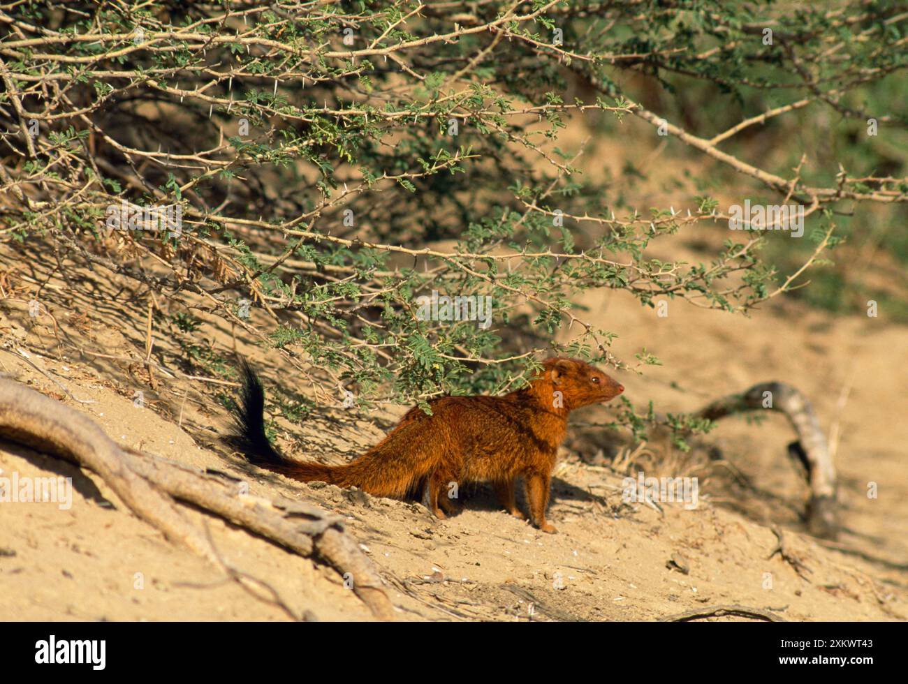 Slender Mongoose - red phase Stock Photo - Alamy