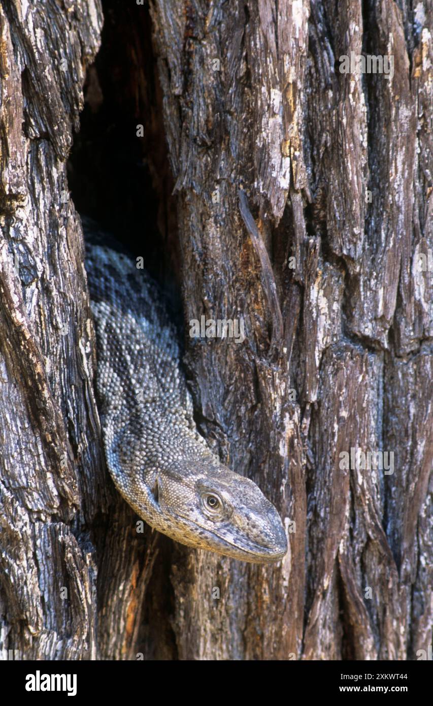 White throated monitor lizards hi-res stock photography and images - Alamy