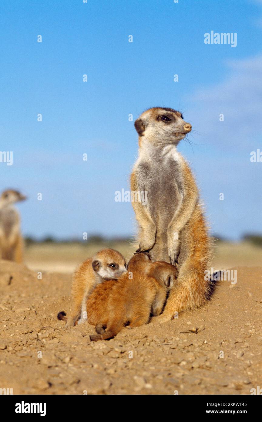 Suricate / Meerkat - young suckling Stock Photo - Alamy