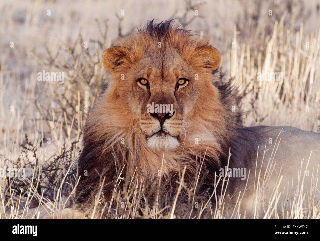 Lion facing hi-res stock photography and images - Alamy