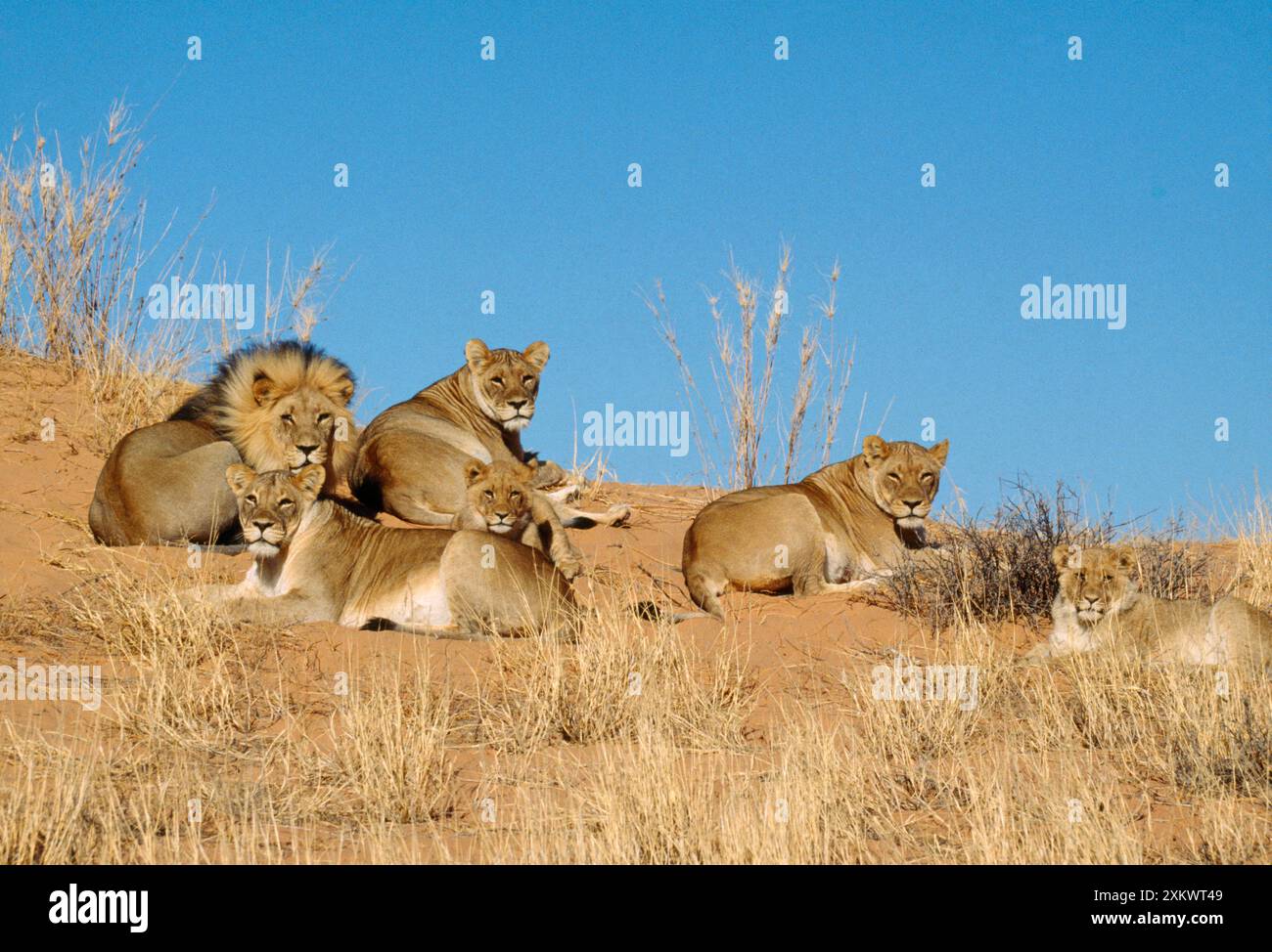 Lions - pride on dune Stock Photo - Alamy