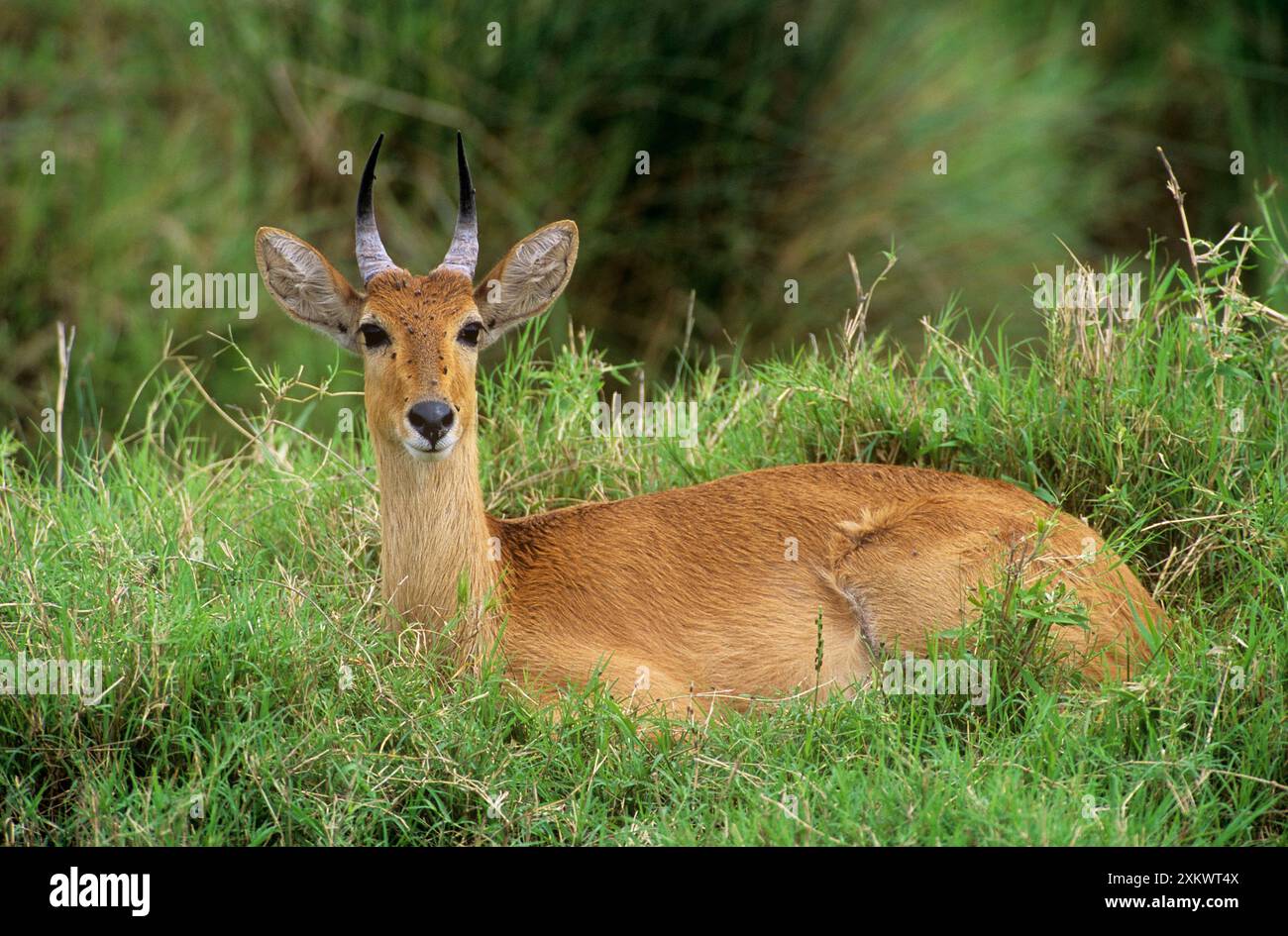 Tanzania bohor reedbuck antelope hi-res stock photography and images ...