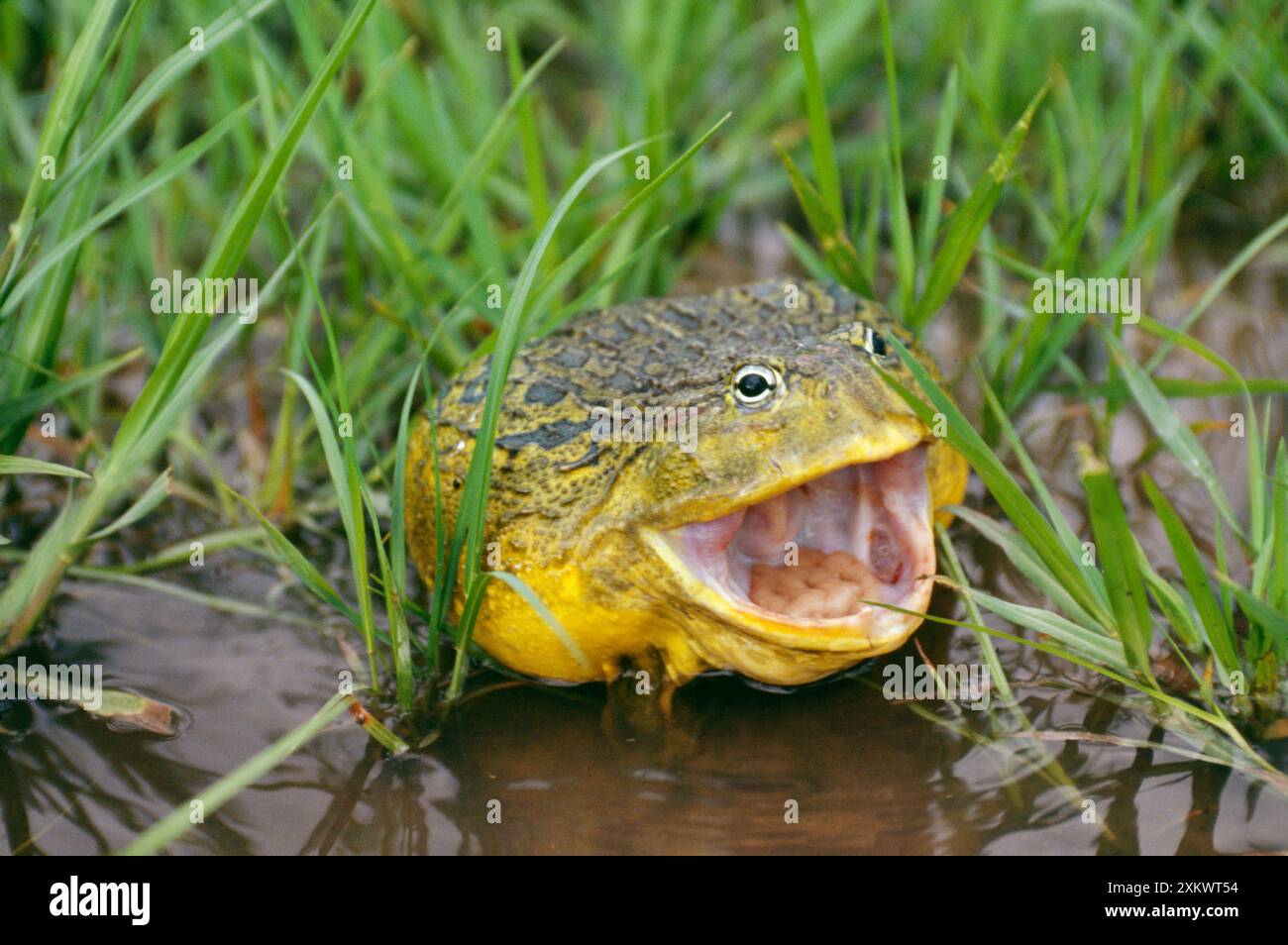 BULLFROG - MOUTH OPEN Stock Photo - Alamy