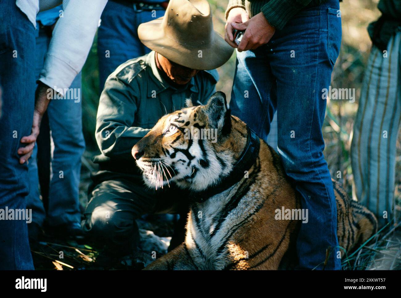 Bengal / Indian TIGER being fitted with radio tracking Stock Photo - Alamy