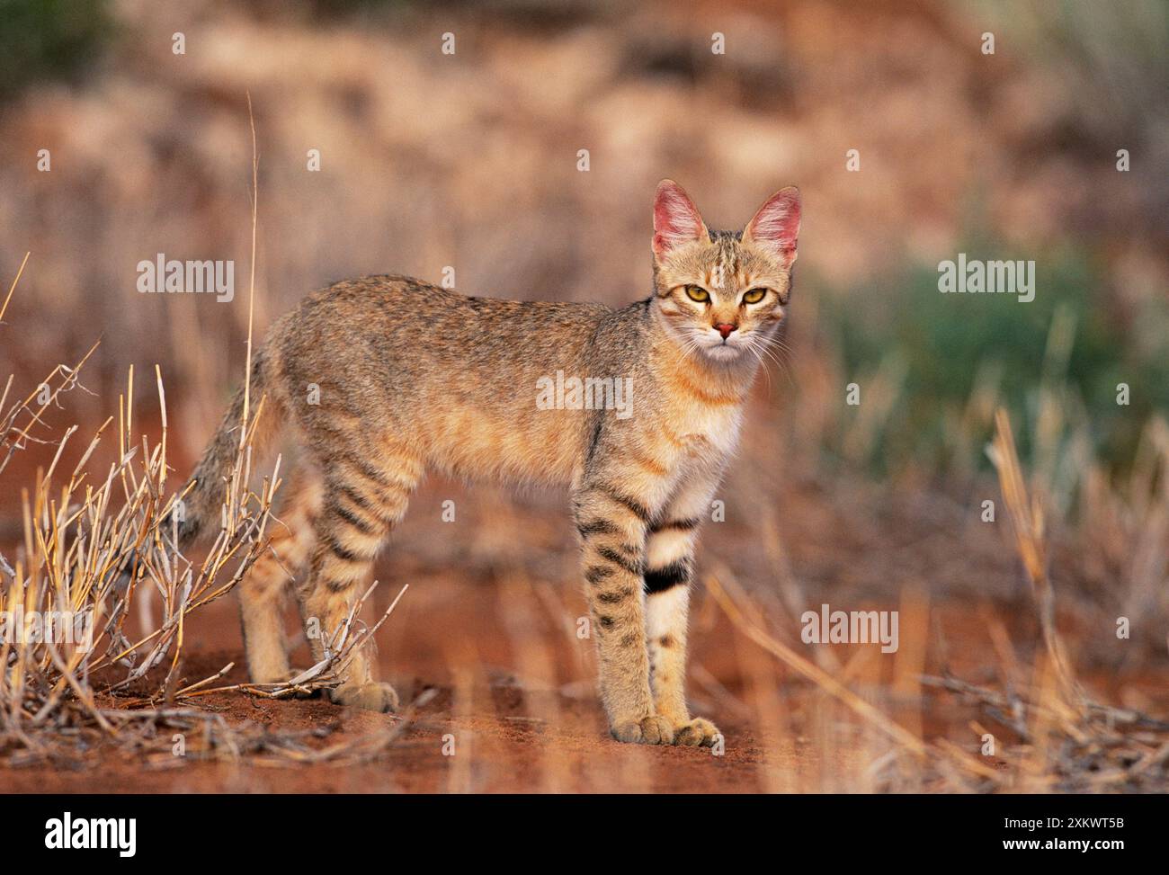 African WILD CAT - standing Stock Photo - Alamy