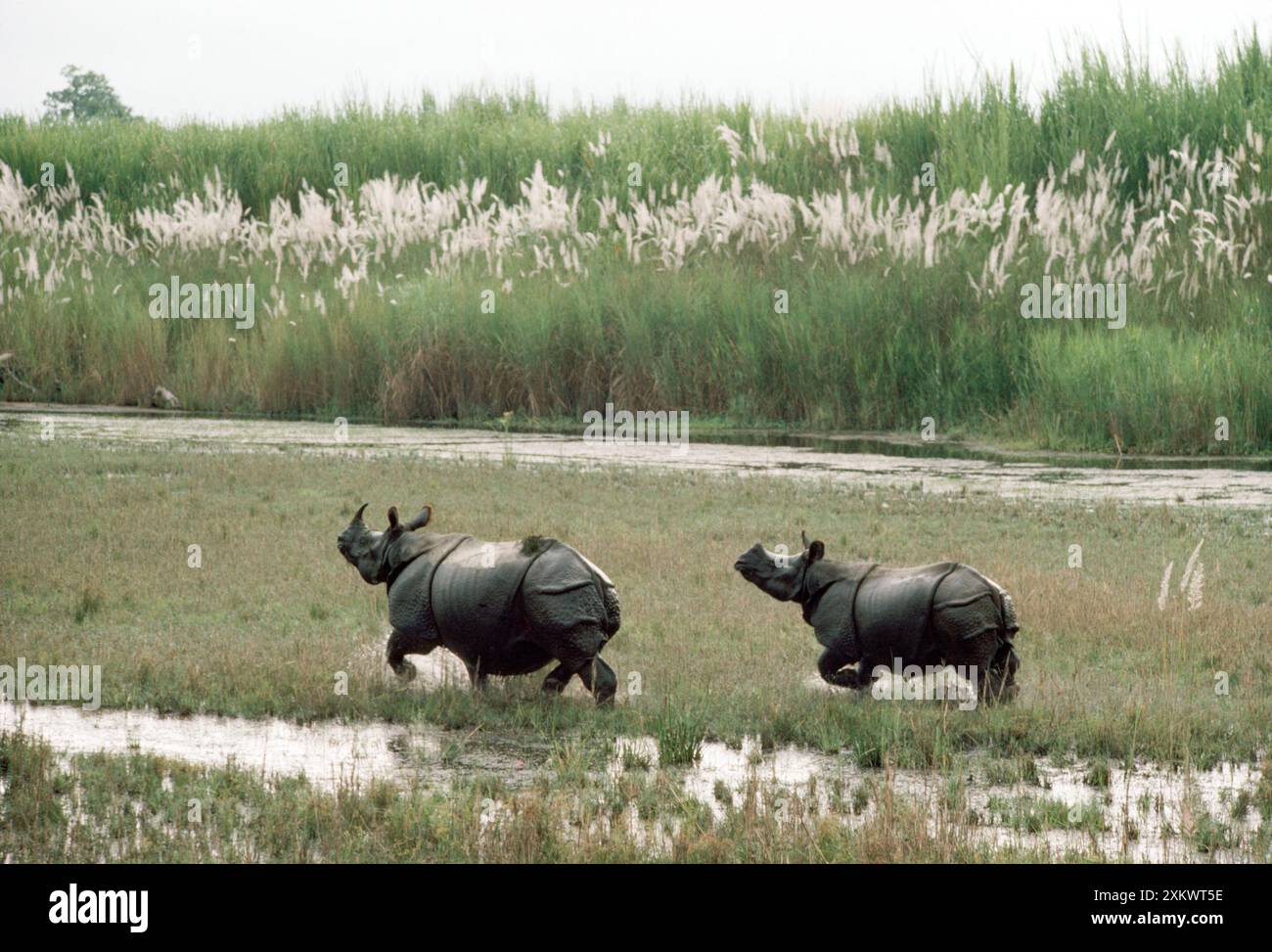Great Indian / One-horned RHINOCEROS - x two running Stock Photo - Alamy