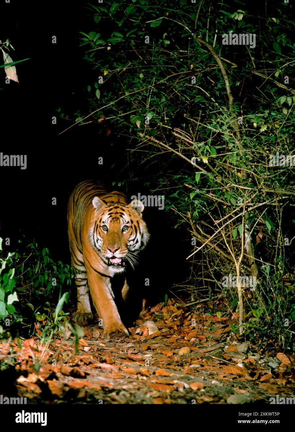 Tiger - in wild, at night Stock Photo - Alamy