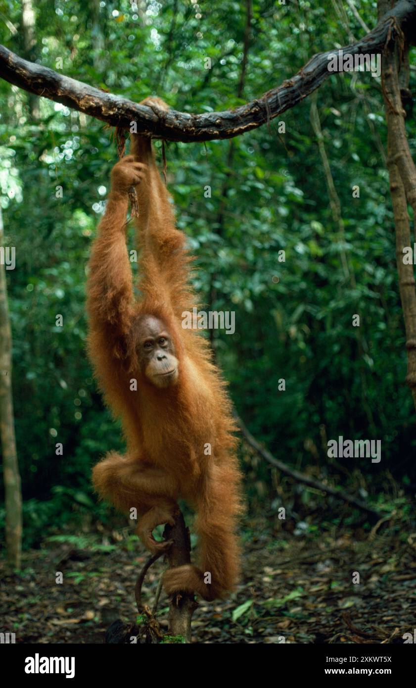 Sumatran animals hi-res stock photography and images - Alamy