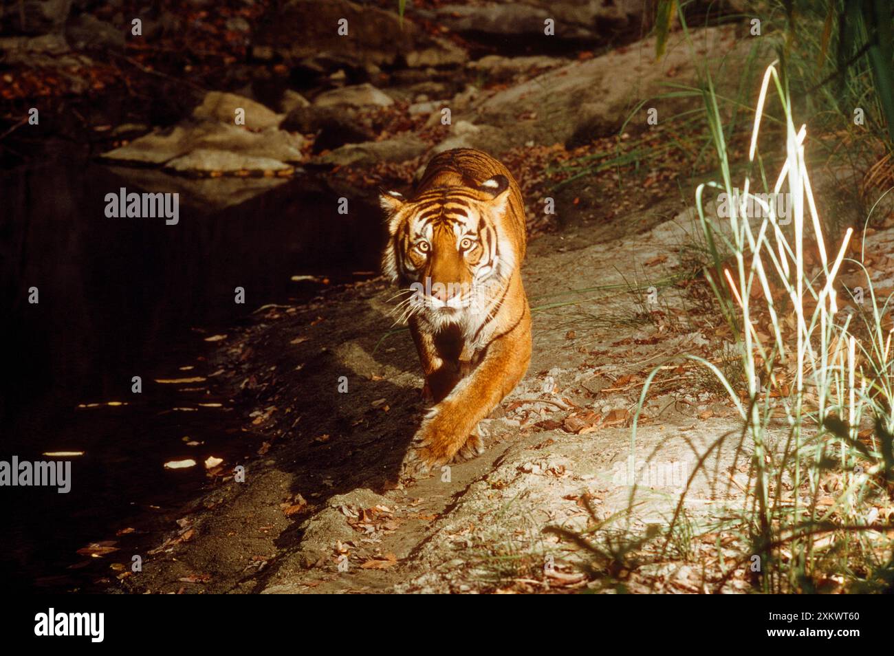 Bengal / Indian TIGER - in wild at night Stock Photo - Alamy