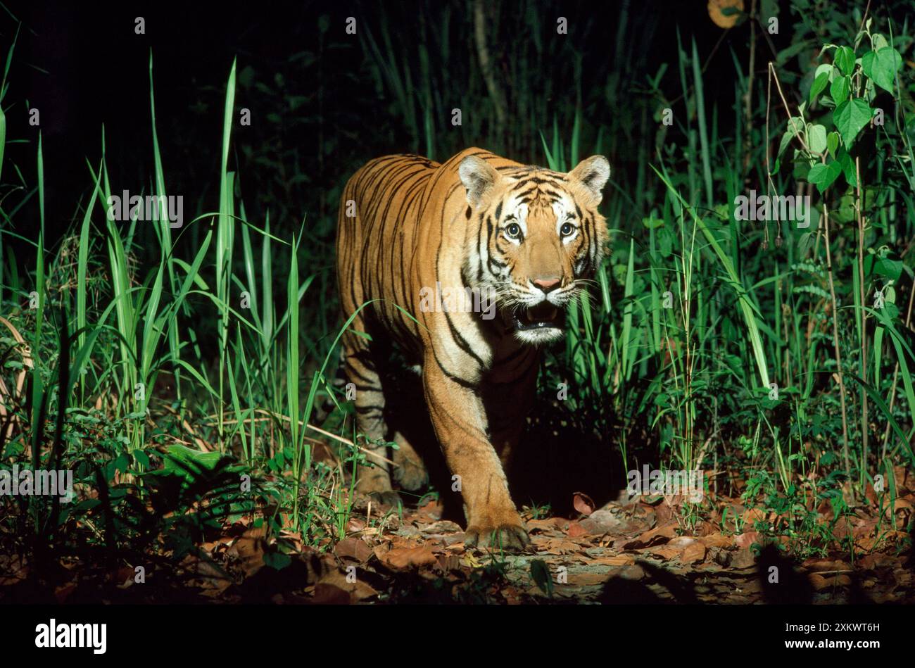 Bengal / Indian Tiger - in wild, at night Stock Photo - Alamy